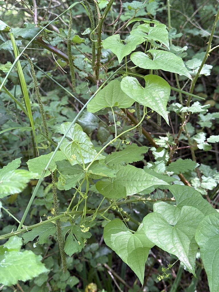 Black Bryony from Seamans Lane, Ingatestone, England, GB on 02 June ...