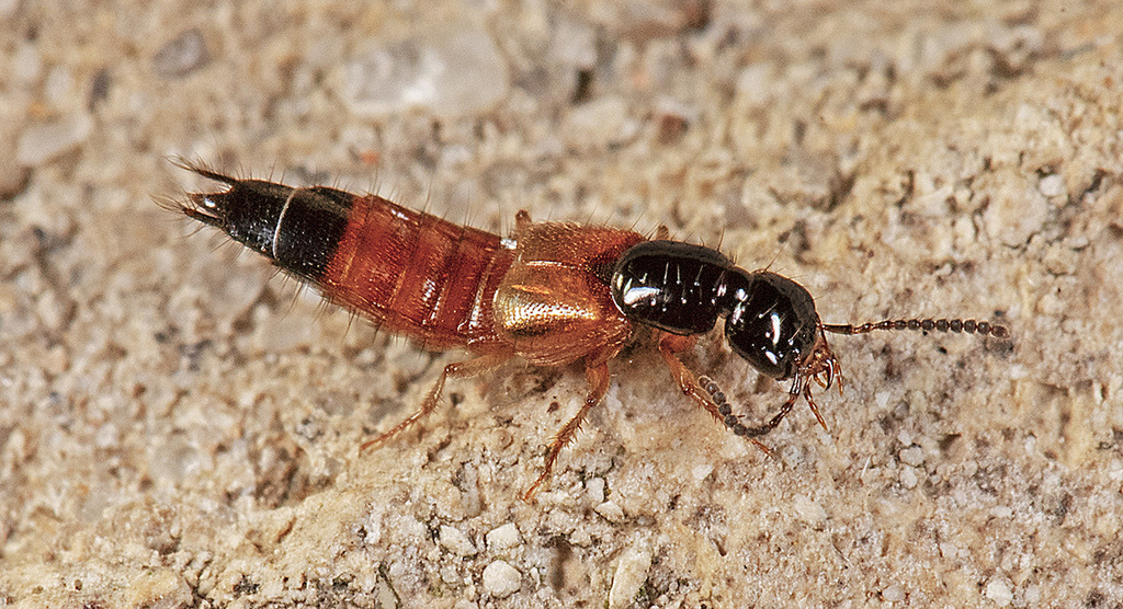Belonuchus rufipennis from Canyon Lake, TX, USA on June 1, 2024 at 10: ...