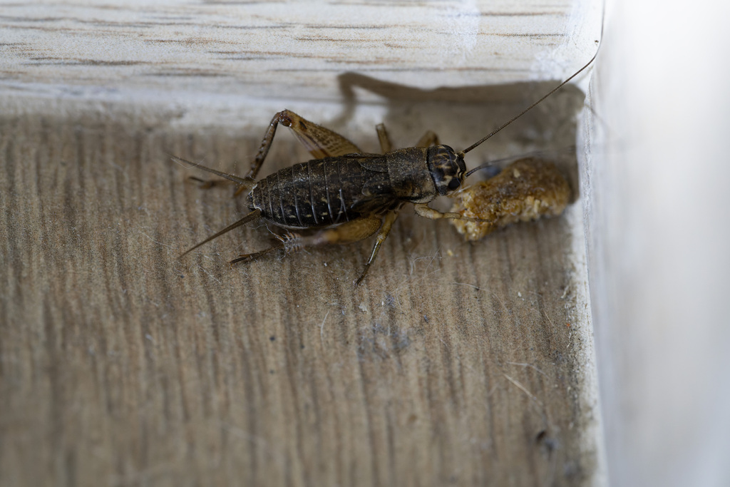 Small Ground Crickets from C. Chiapas 10, 3 de Mayo, Villareal, 91025 ...