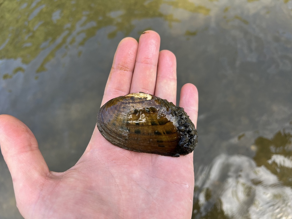 Kidneyshell in June 2024 by Stephen Bucklin · iNaturalist