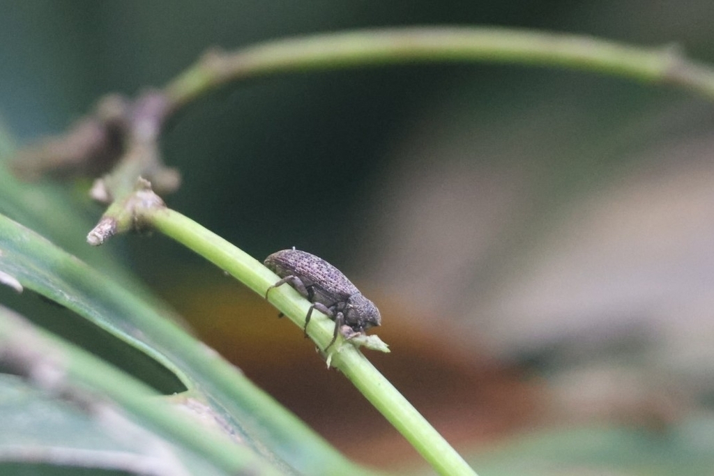 Stenochinus apiciconcavus from Shenzhen, CN-GD, CN on June 2, 2024 at ...