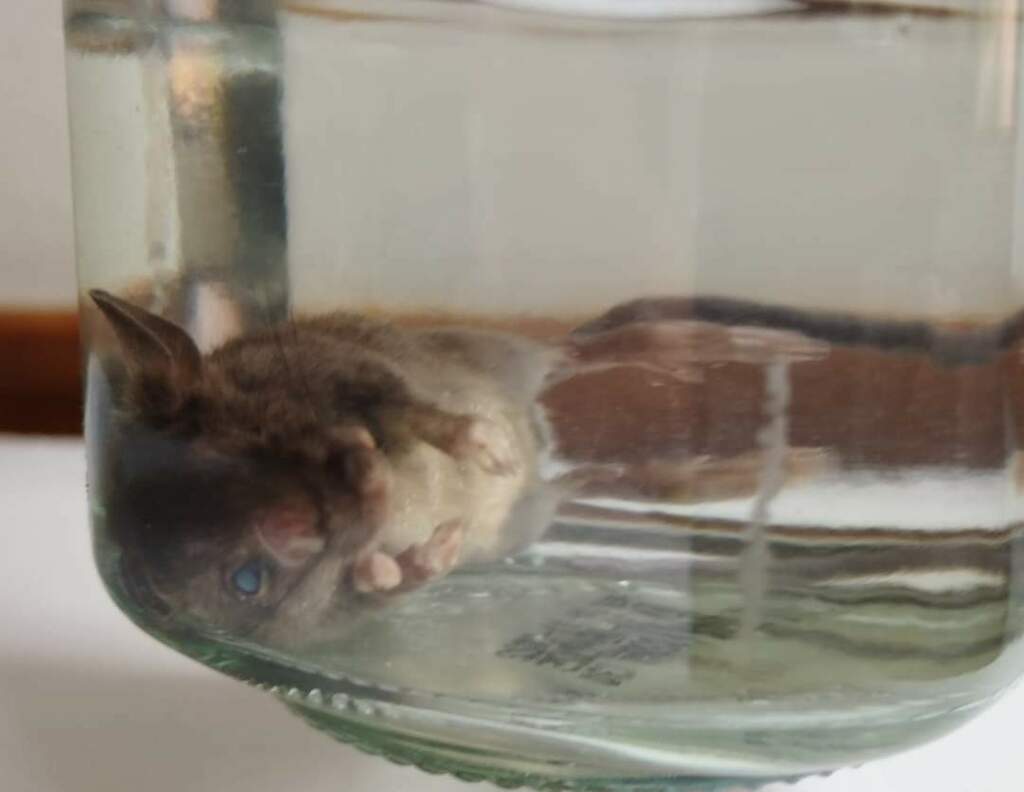 Oriental House Rat from Hermosa Provincia, Bello, Antioquia, Colombia ...