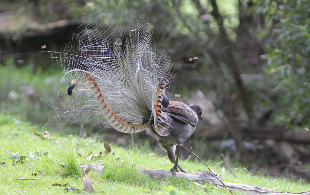 Superb Lyrebird from Morwell National Park. West Boundary Track ...