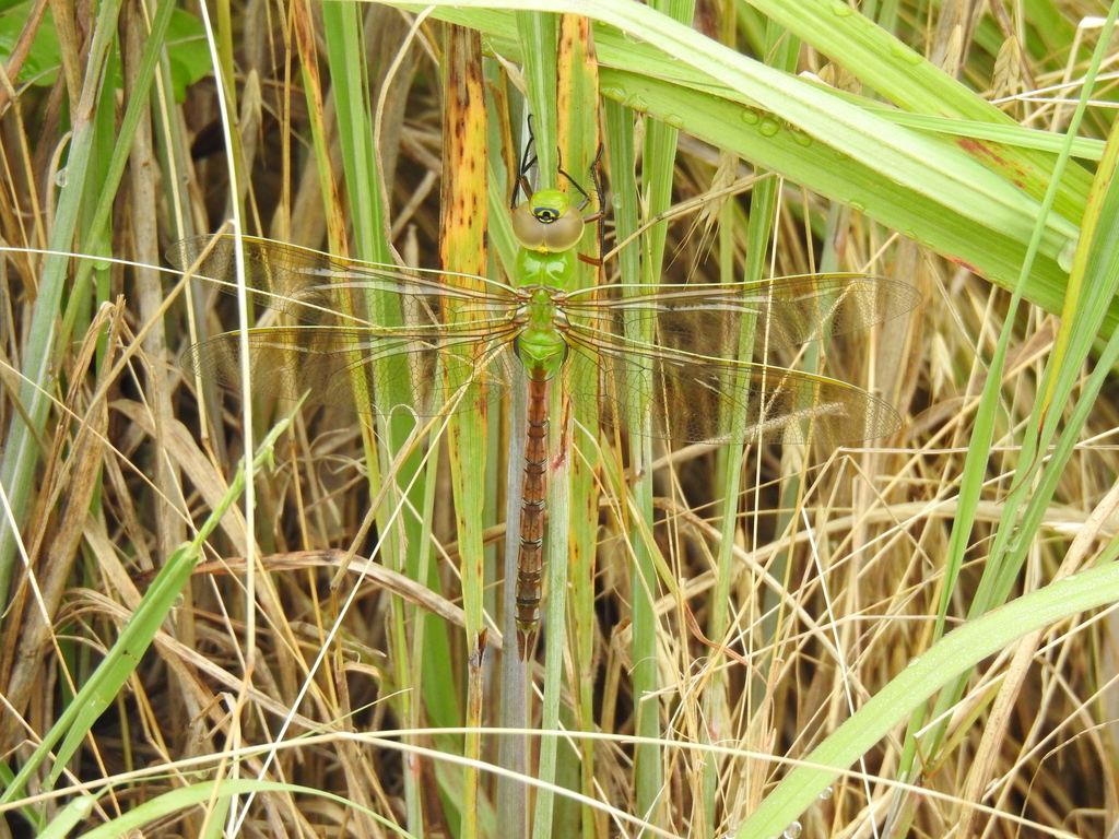 Common Green Darner from Lewisville, TX, USA on June 2, 2024 at 10:27 ...