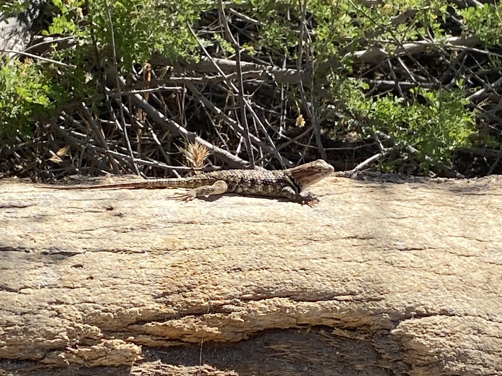 Desert Spiny Lizard from Anza-Borrego Desert State Park, Borrego ...