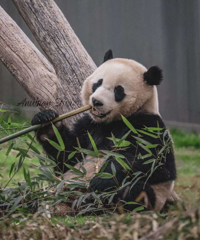 Giant Panda in March 2023 by anubian1471. Captive individuals at the ...