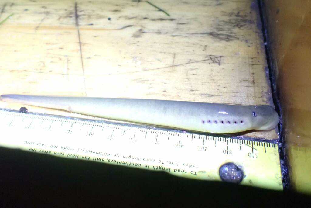 Silver Lamprey from Cottage Grove, MN, USA on June 1, 2024 at 11:51 PM ...