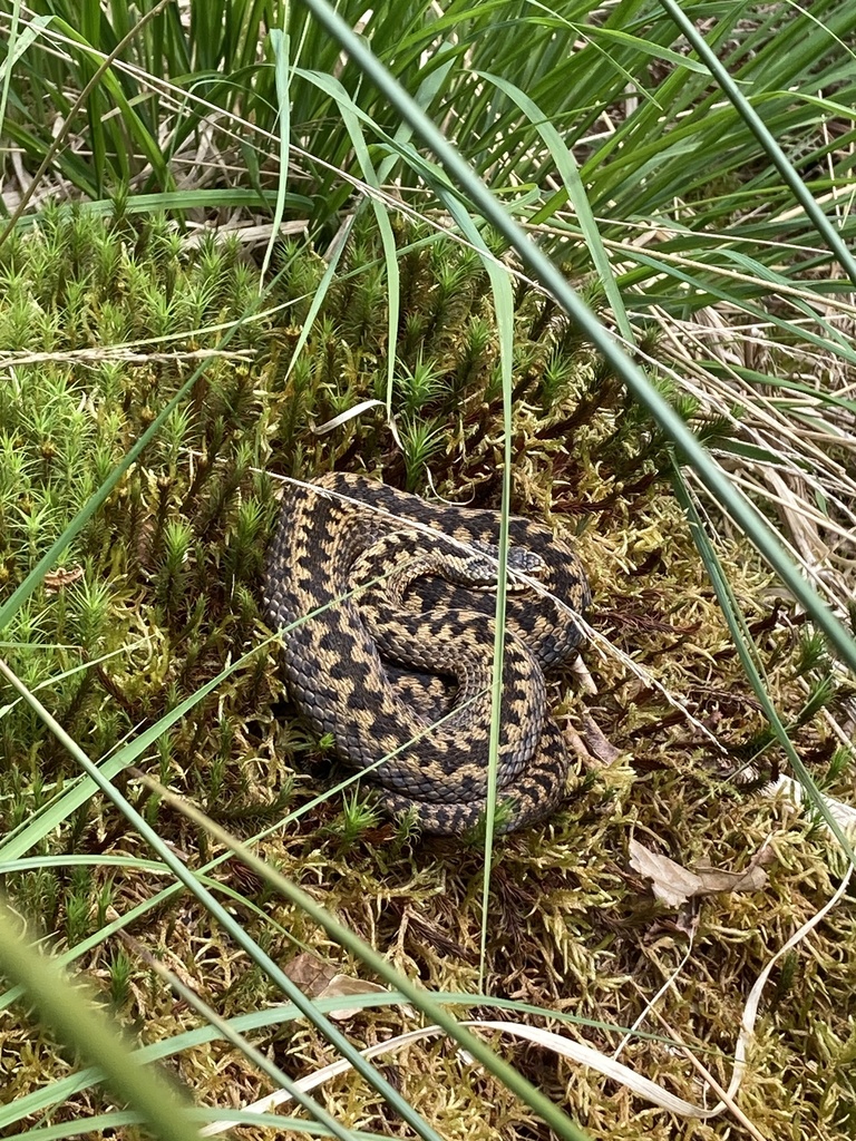 Adder from Loch Lomond & The Trossachs National Park, Glasgow, Scotland ...