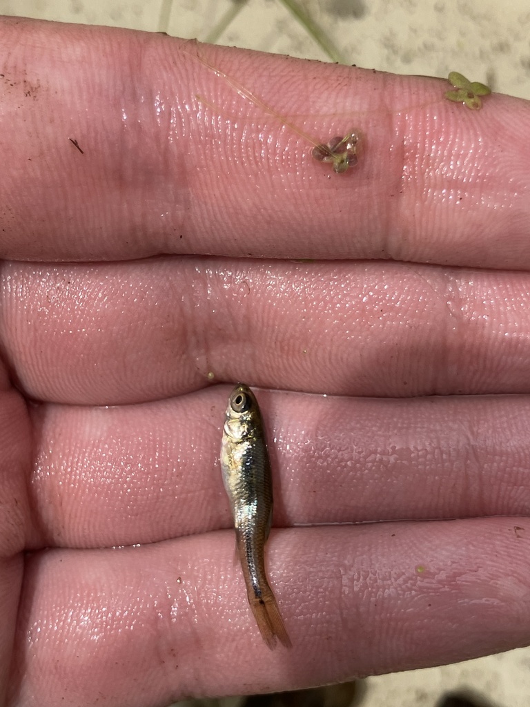 Fathead Minnow from Elm Creek Rd, Dayton, MN, US on June 2, 2024 at 01: ...