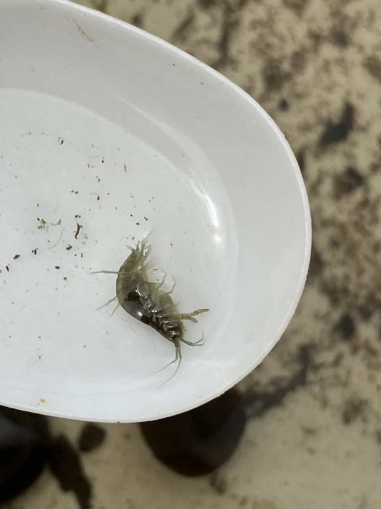 Gammarus from Elm Creek Rd, Dayton, MN, US on June 2, 2024 at 01:16 PM ...