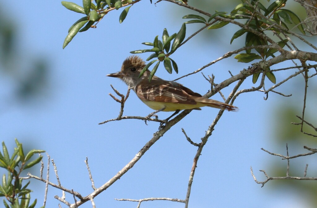 Great Crested Flycatcher from Polk County, FL, USA on June 1, 2024 at ...
