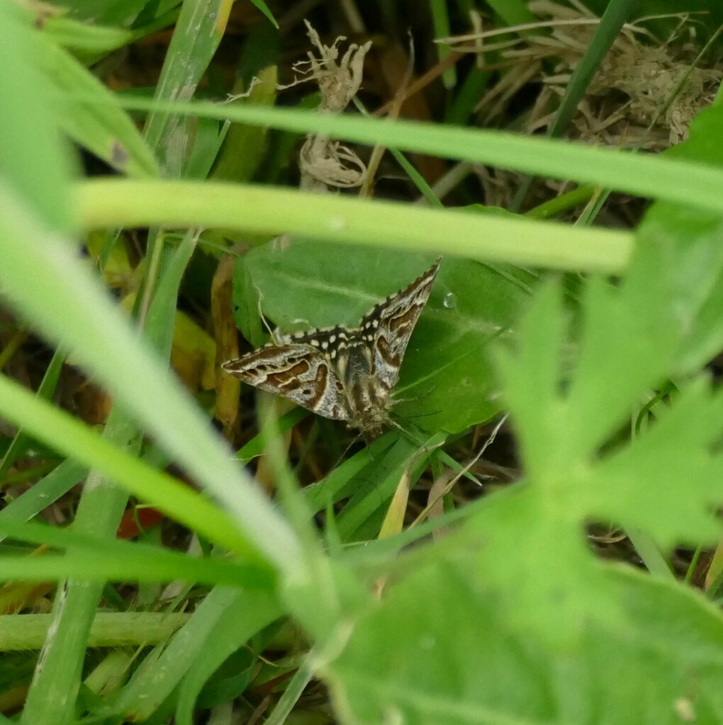 Mother Shipton from Powys, UK on June 1, 2024 at 01:25 PM by Jon ...