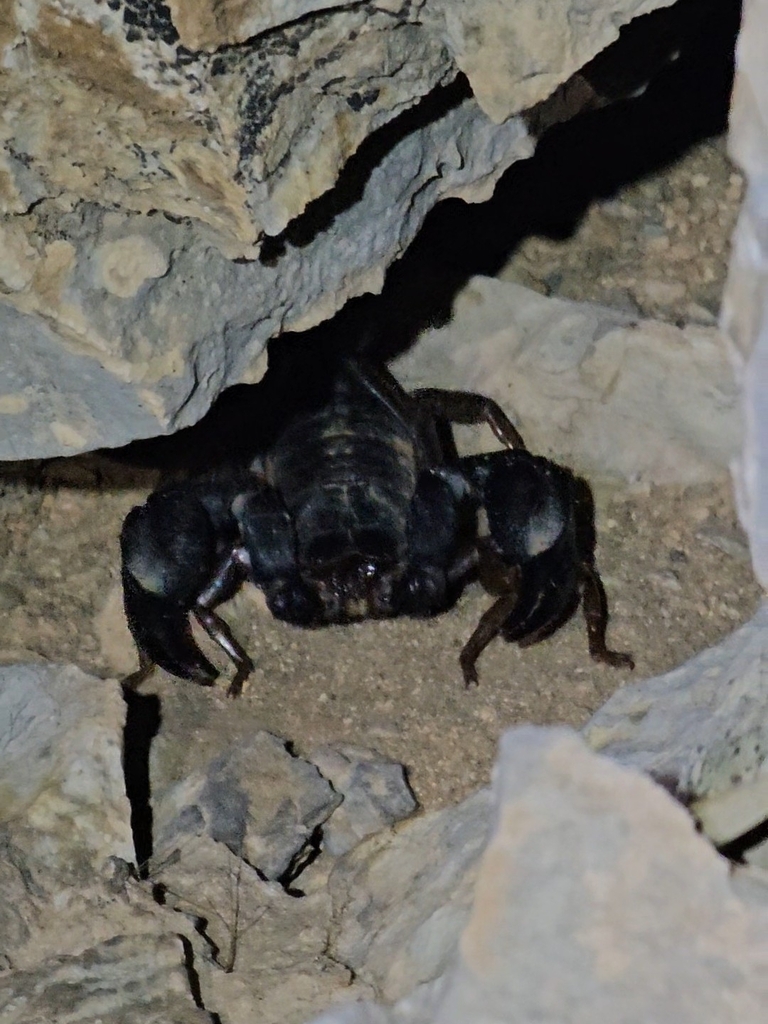 Nebo omanensis from Wadi Shehah - Ras al Khaimah - United Arab Emirates ...