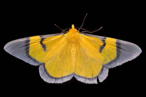 Género Celerena · iNaturalist Mexico