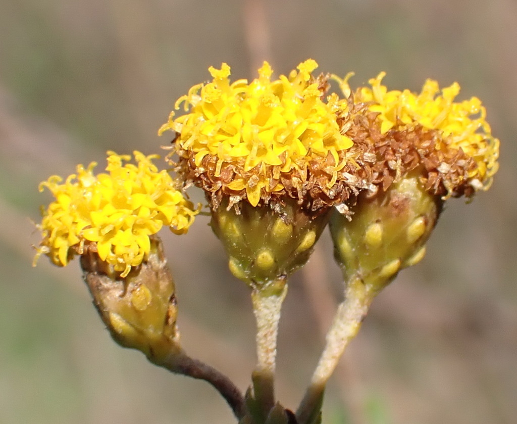 Three-tooth Kanniedood from Twee Riviere, Cacadu, Eastern Cape, South ...