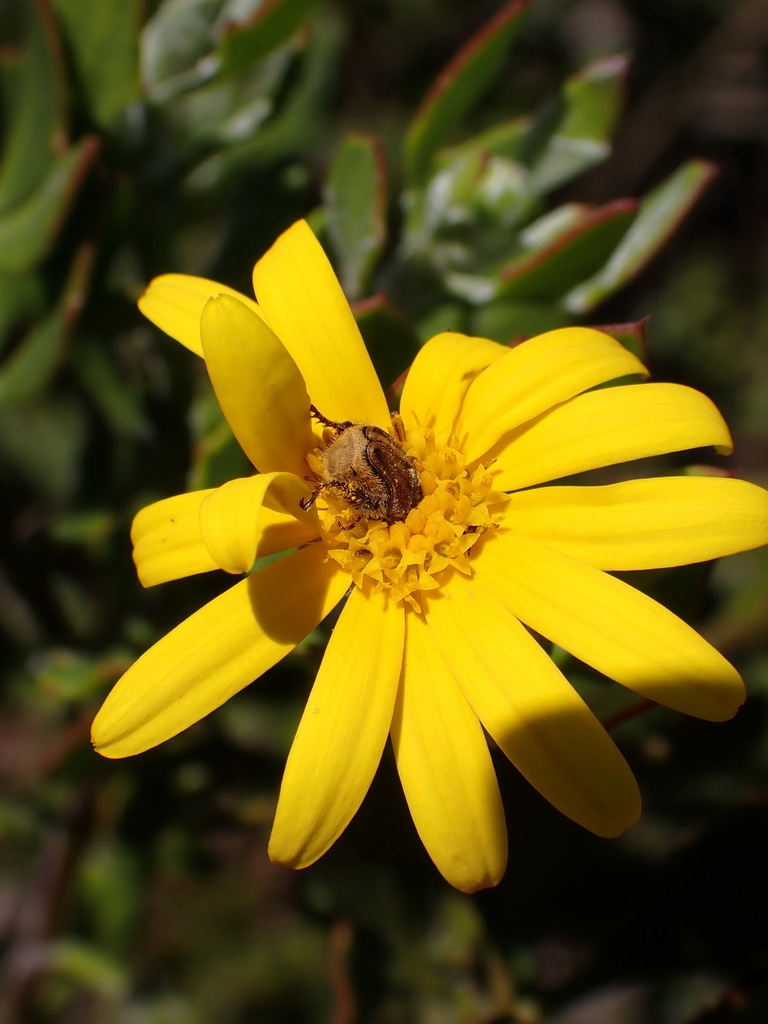 Bietou from Twee Riviere, Cacadu, Eastern Cape, South Africa on April ...