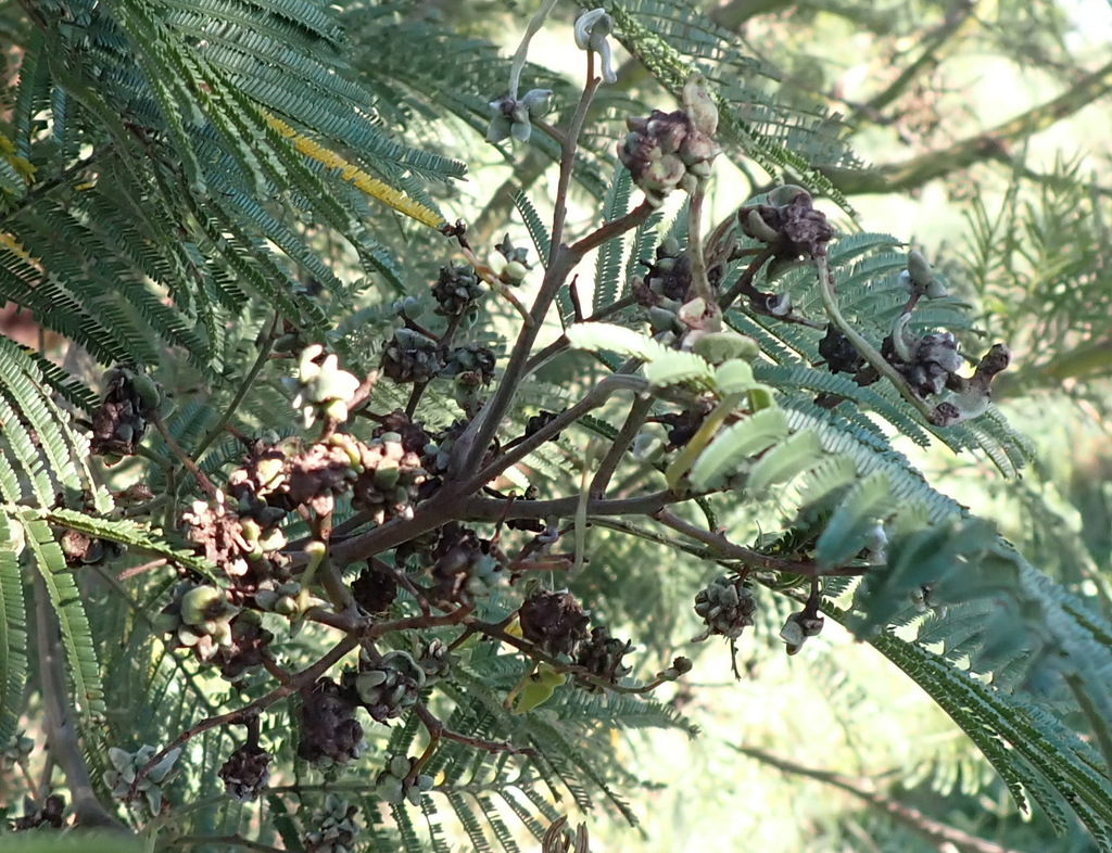 Black Wattle Gall Midge from Twee Riviere, Cacadu, Eastern Cape, South ...