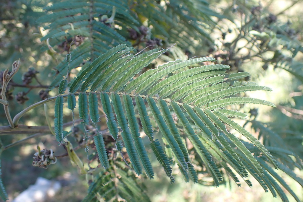 black wattle from Twee Riviere, Cacadu, Eastern Cape, South Africa on ...