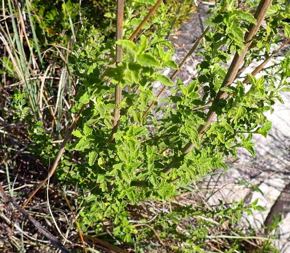 Rock Lionspaw from Twee Riviere, Cacadu, Eastern Cape, South Africa on ...