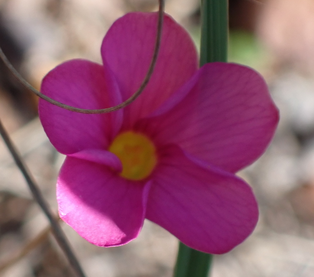 Fringe Sorrel from Twee Riviere, Cacadu, Eastern Cape, South Africa on ...