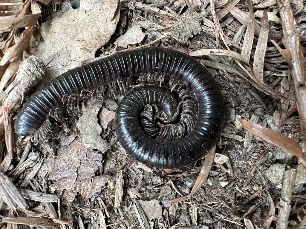 Paeromopus angusticeps from Santa Clara County, CA, USA on June 2, 2024 ...