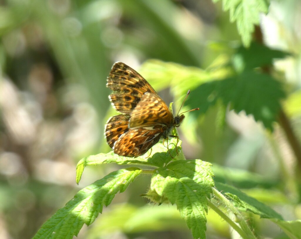 Freija Fritillary from Hydro cut off Hwy 65, Timiskaming District, ON ...