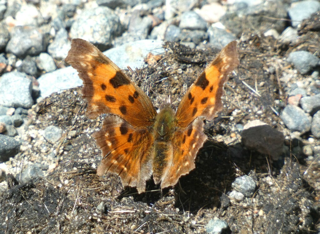 Green Comma from Souchi Lake Road, Timiskaming District, ON, Canada on ...