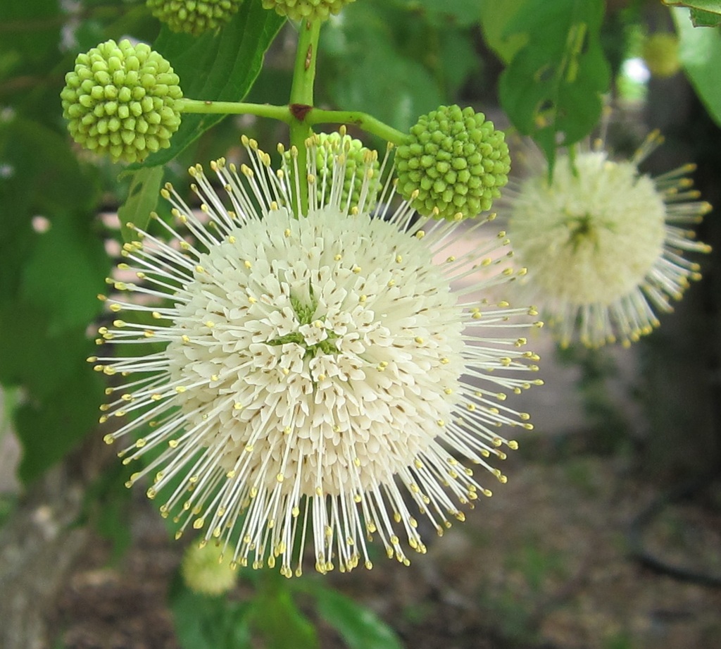 buttonbush from The Botanic Garden at Oklahoma State University, 3300 W ...