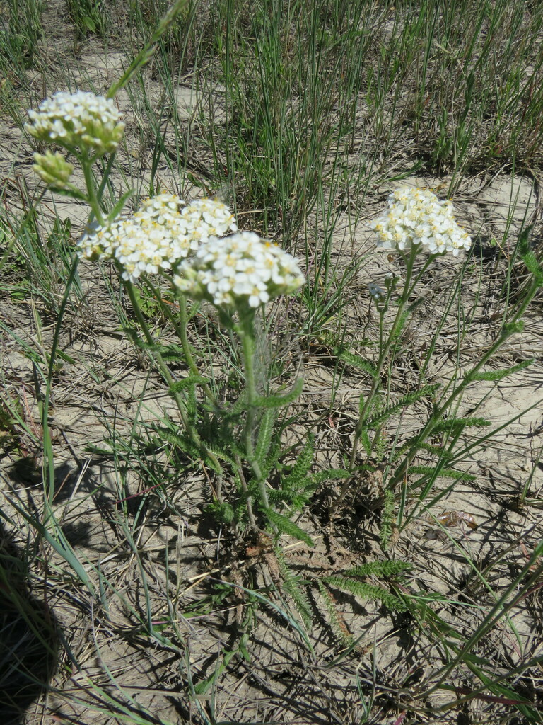 common yarrow from Cypress County, AB, Canada on June 2, 2024 at 11:58 ...
