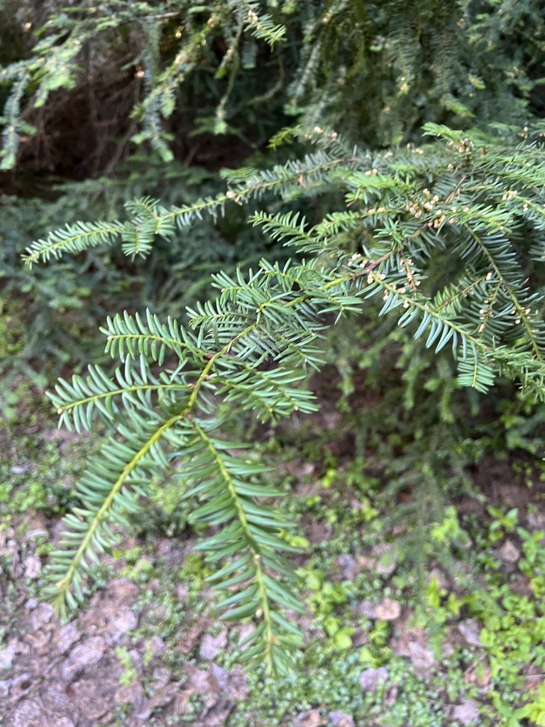 Pacific yew from Hood River County, OR, USA on May 29, 2024 at 06:03 PM ...