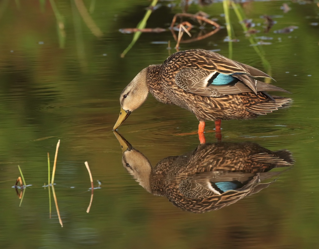 Mallard × Mottled Duck from Palm Beach County, FL, USA on April 1, 2021 ...