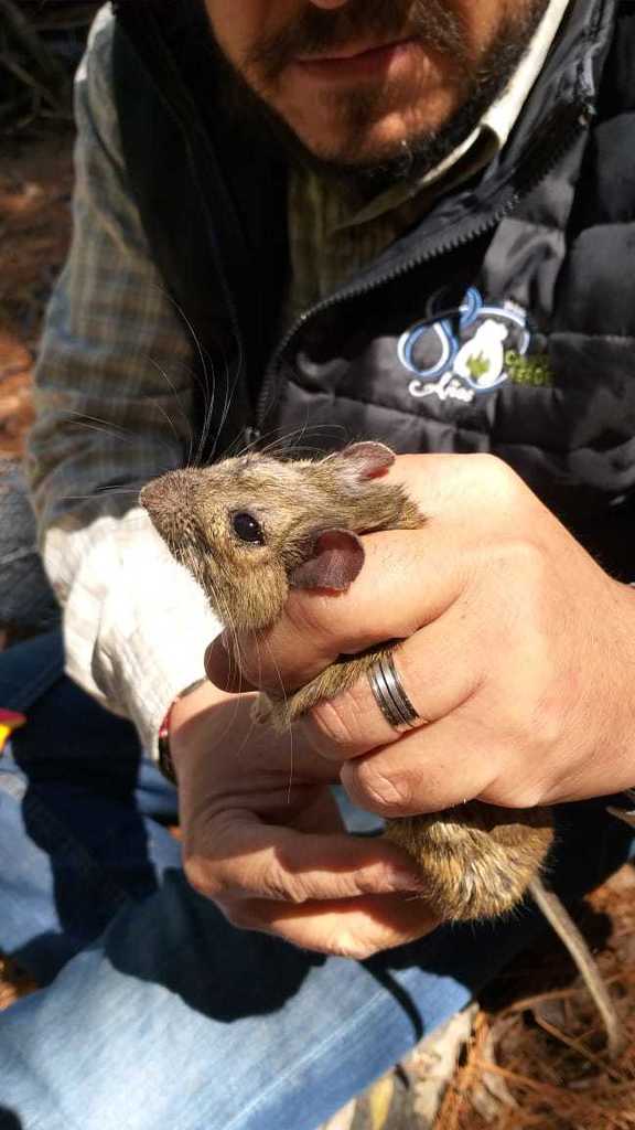 Mexican Woodrat (Neotoma mexicana) - Know Your Mammals