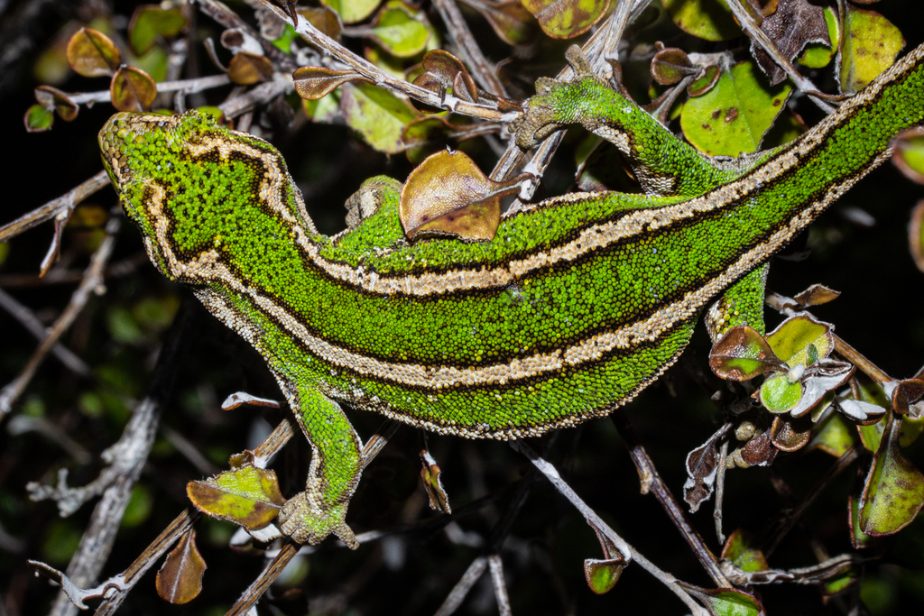 Jewelled Gecko in June 2024 by Carey-Knox-Southern-Scales. Nice stripy ...