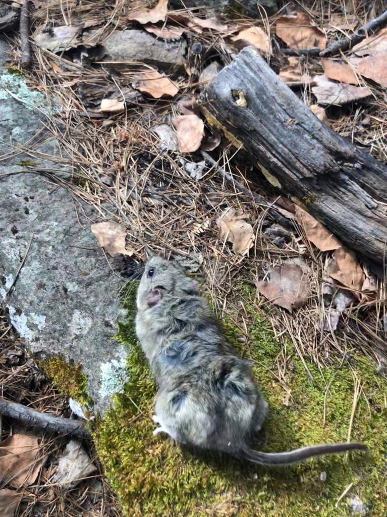 Mexican Woodrat (Neotoma mexicana) - Know Your Mammals