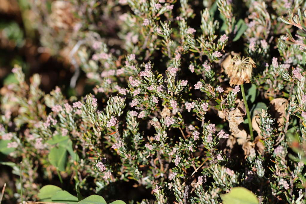 Acrothamnus montanus from Thredbo NSW 2627, Australia on March 7, 2024 ...