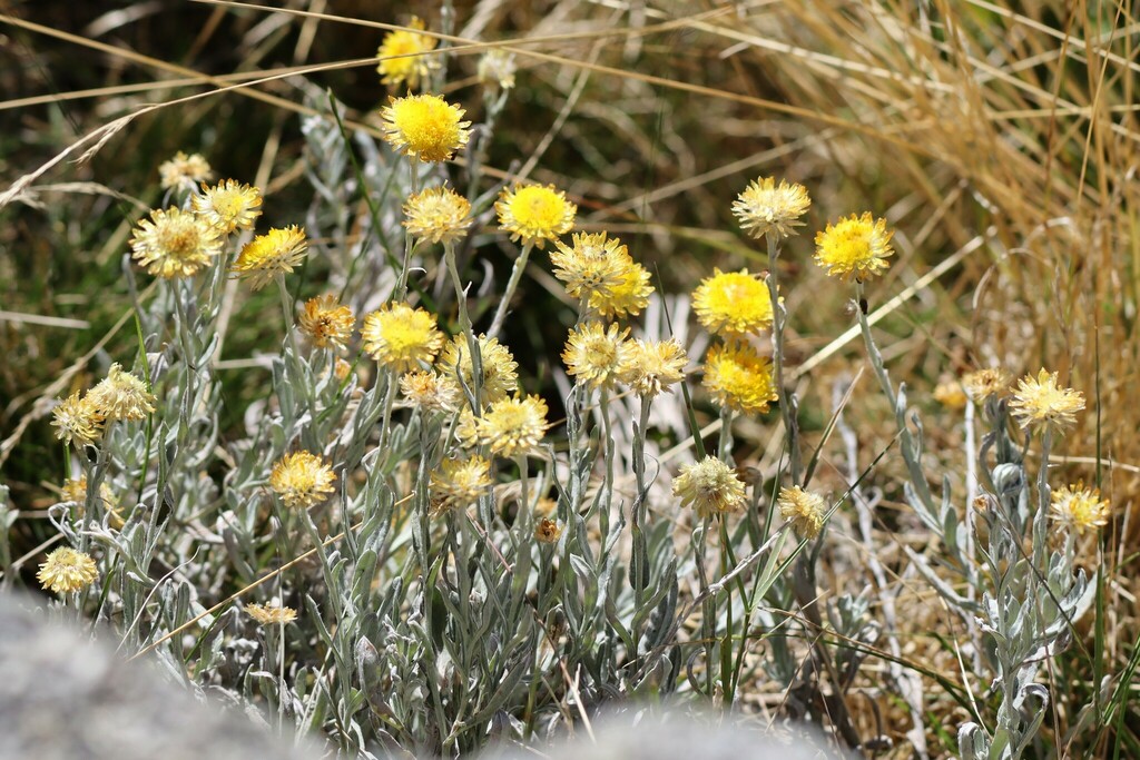 button everlasting from Thredbo NSW 2627, Australia on March 7, 2024 at ...