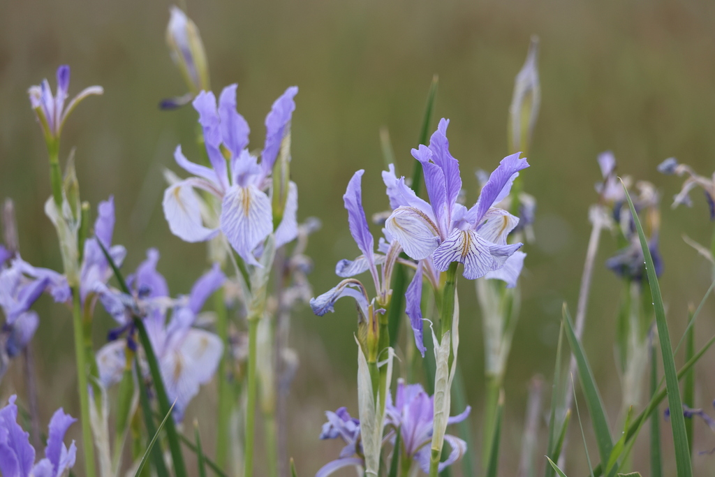 western blue flag from Okanogan County, WA, USA on June 2, 2024 at 12:02 PM by Eli Loftis ...