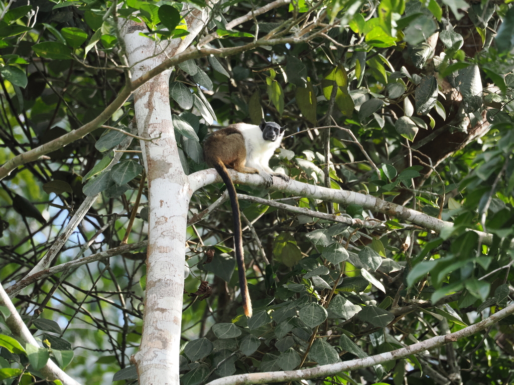 Brazilian Bare-faced Tamarin in June 2024 by Diogo Lucatelli · iNaturalist