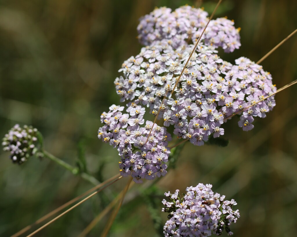 common yarrow from Thredbo NSW 2627, Australia on March 7, 2024 at 10: ...