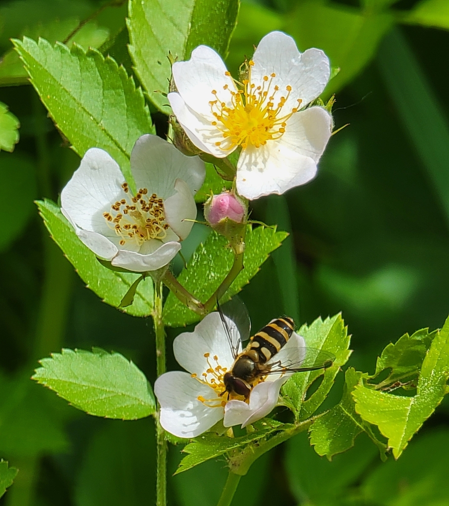 multiflora rose from Wilton, NY, USA on June 2, 2024 at 11:19 AM by ...