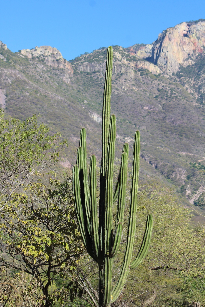 Stenocereus montanus in December 2023 by Ramón Isaac Miramontes Cinco ...