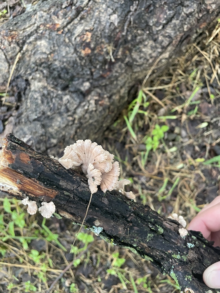 splitgill mushroom from E Lawther Dr, Dallas, TX, US on May 30, 2024 at 06:57 PM by dobulas ...