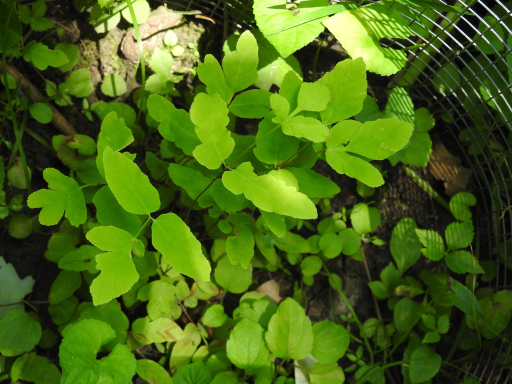 American Royal Fern from Maplewood, MO, USA on June 2, 2024 at 12:50 PM ...
