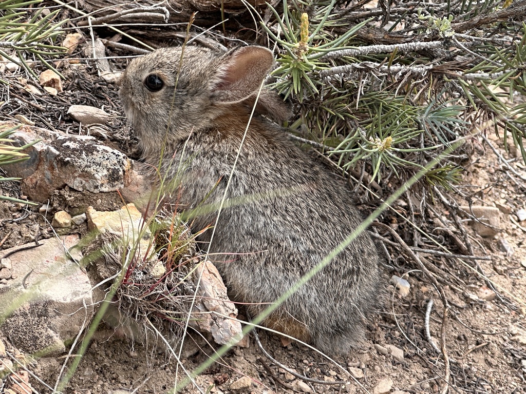 Pygmy Rabbit (Sylvilagus idahoensis) (Wildlife of the United States ...
