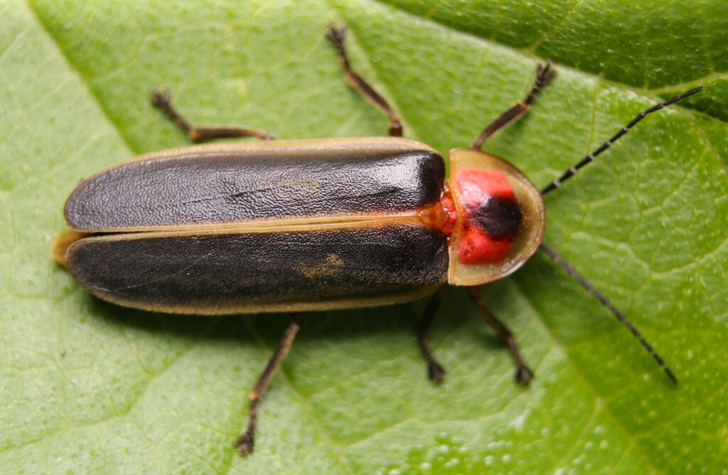 Common Eastern Firefly in June 2024 by Matthew Lindsey · iNaturalist