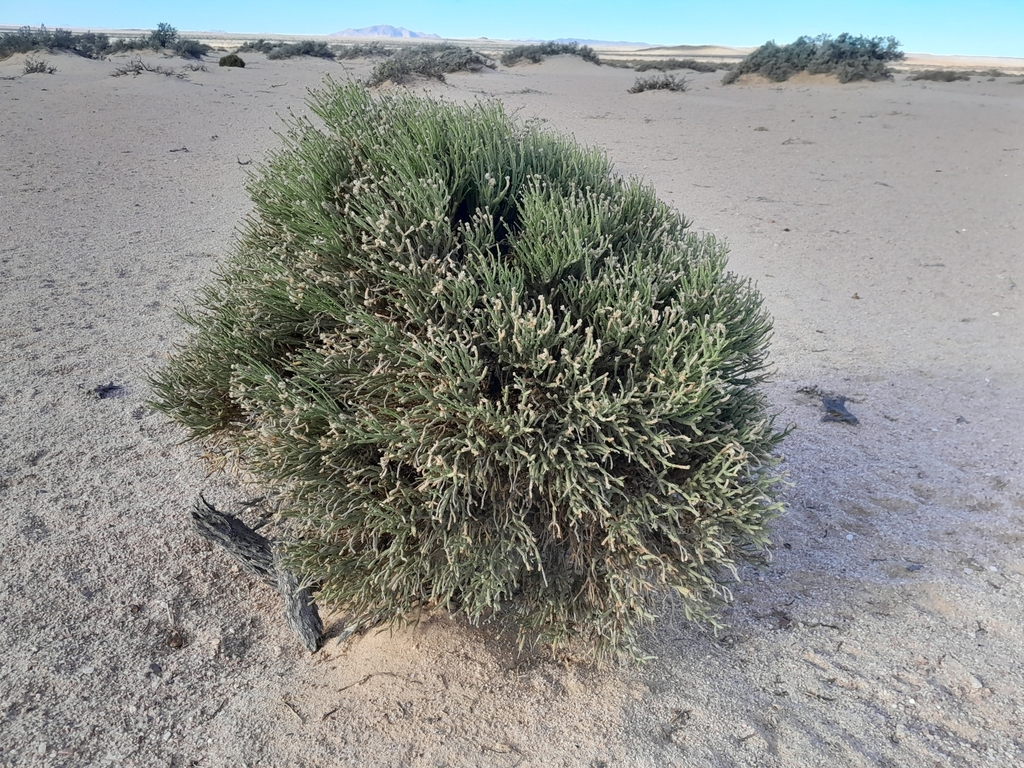 Pencil bush from Arandis, Namib-Naukluft, NA-ER, NA on June 2, 2024 at ...