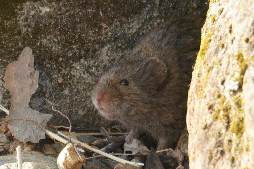 California Vole from Sacramento County, CA, USA on May 29, 2024 at 07: ...