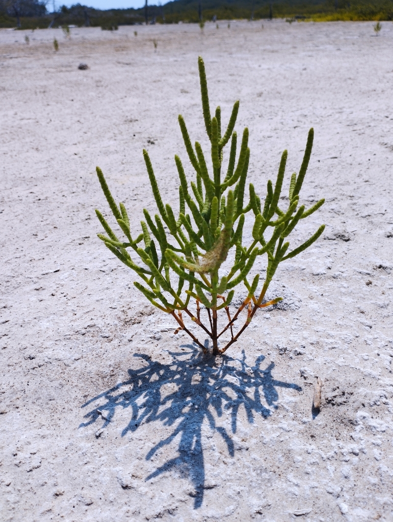 Dwarf Glasswort from 92888 Ver., México on June 2, 2024 at 10:51 AM by ...