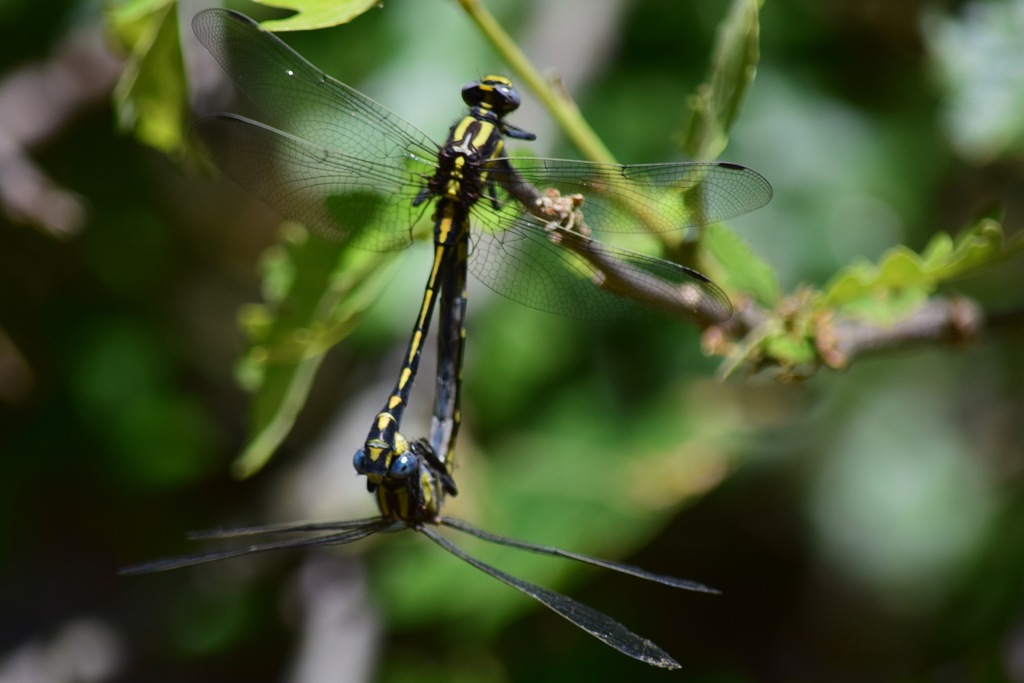 Pacific Clubtail from Big Chico Creek Ecological Reserve (BCCER), 3521 ...