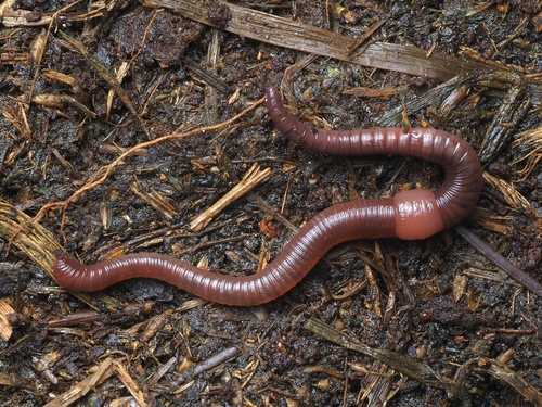 Dendrobaena octaedra · iNaturalist Mexico